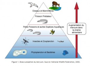 Définition : Bioamplification